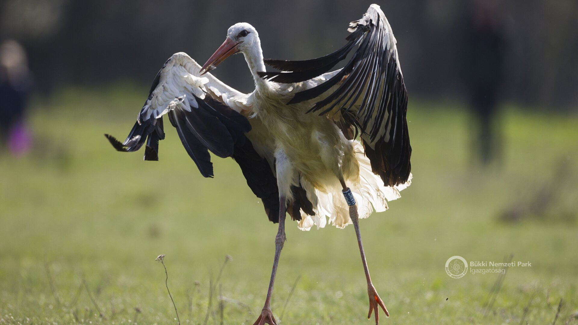 Gólya, gólya, gilice... – Útra keltek „a mi gólyáink” is! - Hír ...