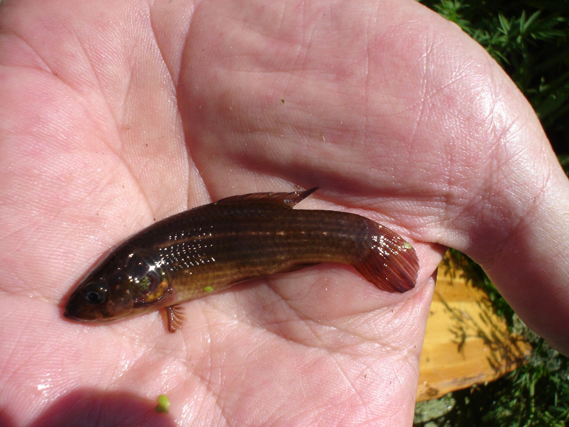 Természetmegőrzési Műhely: Az idő sodrásában - Részletek - Szeleta Park